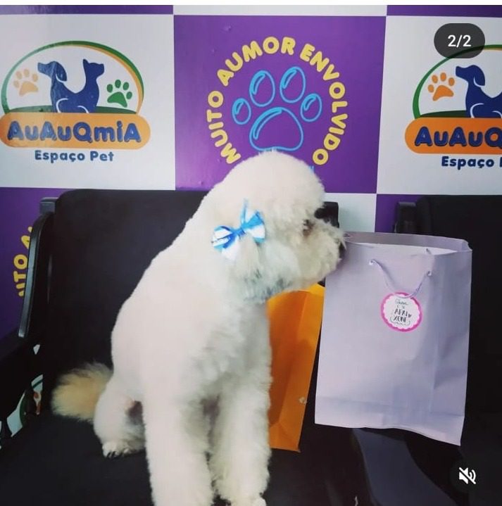 Mais novo espaço pet de São Luís foi inaugurado na Região do Anil ...